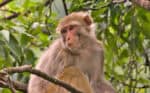 How Monkeys in India Are Adapting to Urban Life - Animals Around The Globe