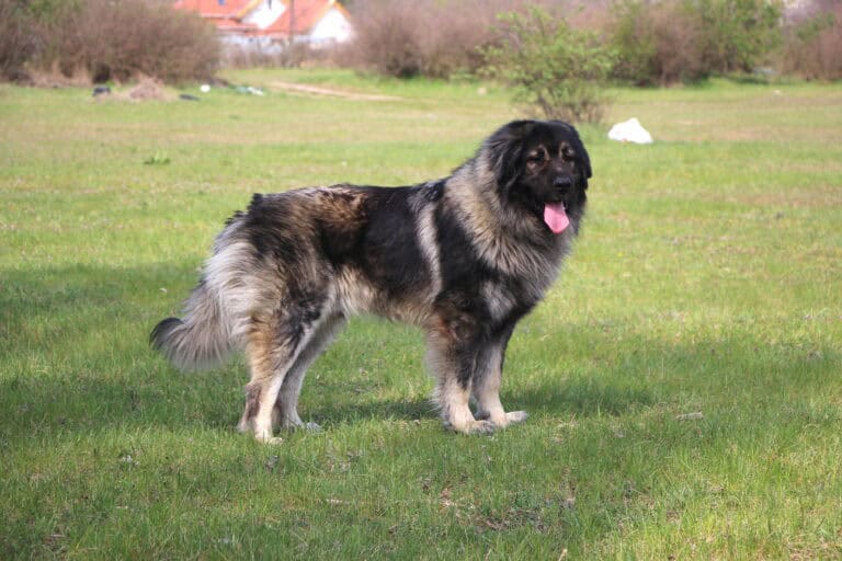 18 Dogs Bred to Protect Against Wild Predators