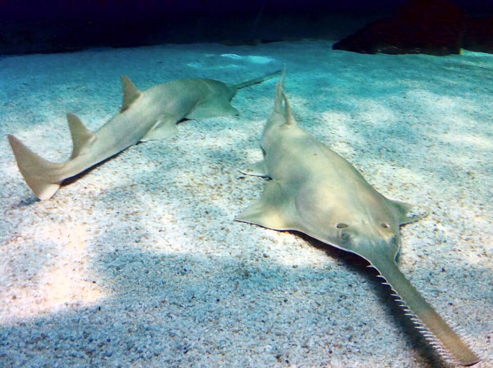 Why the Sawfish Has a Chainsaw-Like Snout - Animals Around The Globe