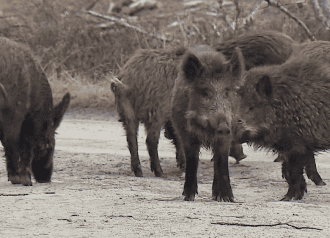 Why Wild Boars Are Taking Over European Forests