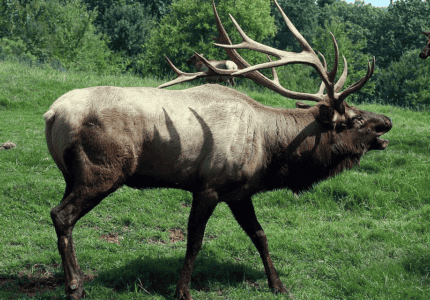 The Biggest Elk Ever Spotted in the US