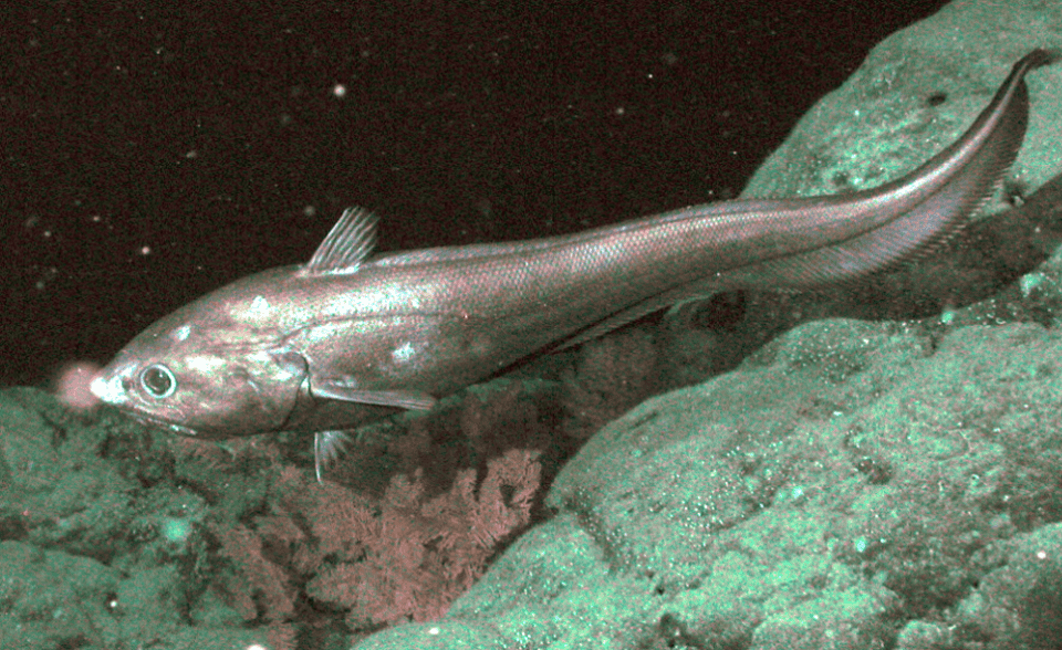 The Largest Deep-Sea Creatures Ever Found