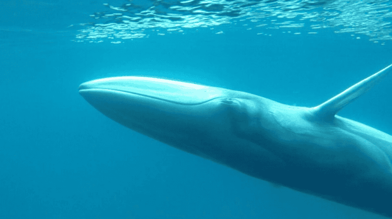 12 Rare Whale Sightings That Shocked Scientists in the US