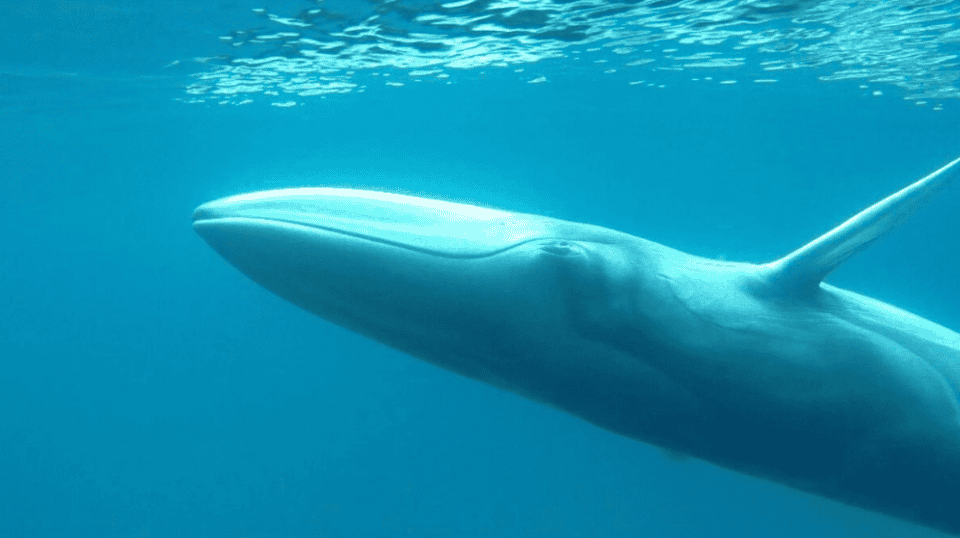 12 Rare Whale Sightings That Shocked Scientists in the US
