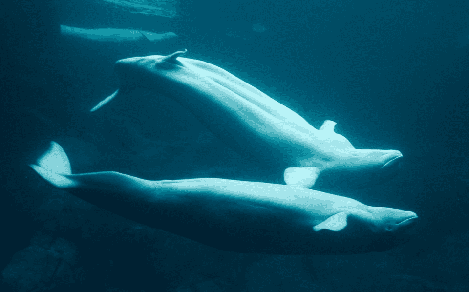 Why Beluga Whales Love to Mimic Human Voices
