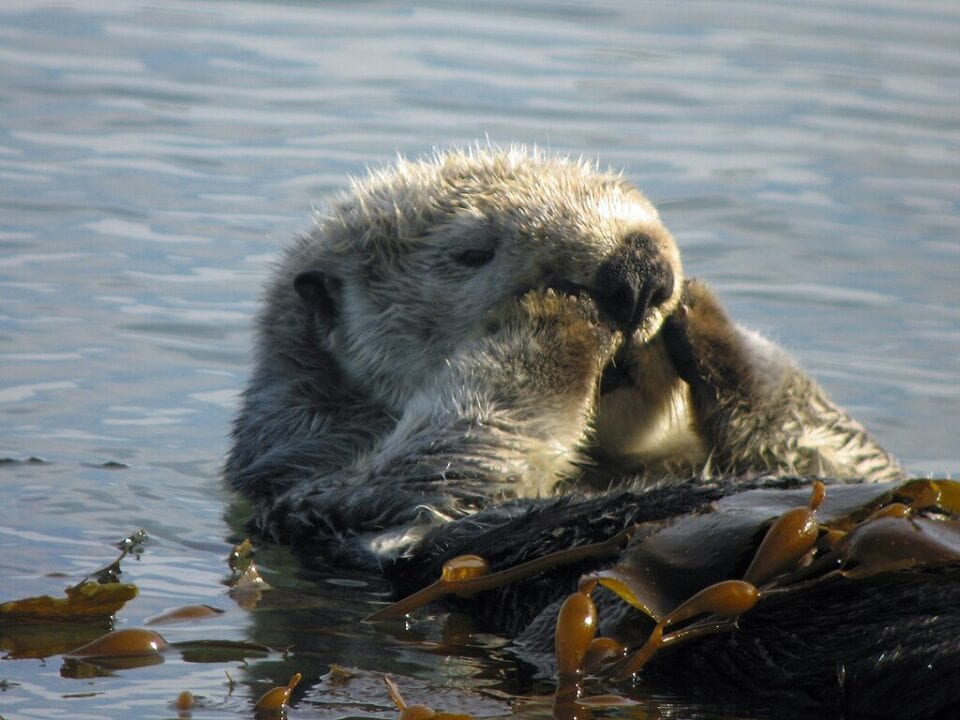 Otters Use Tools—Here’s How They Pass Them to Each Other