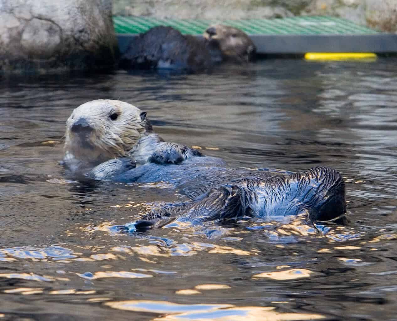 Sea Otters Use Tools to Crack Open Clams - Animals Around The Globe