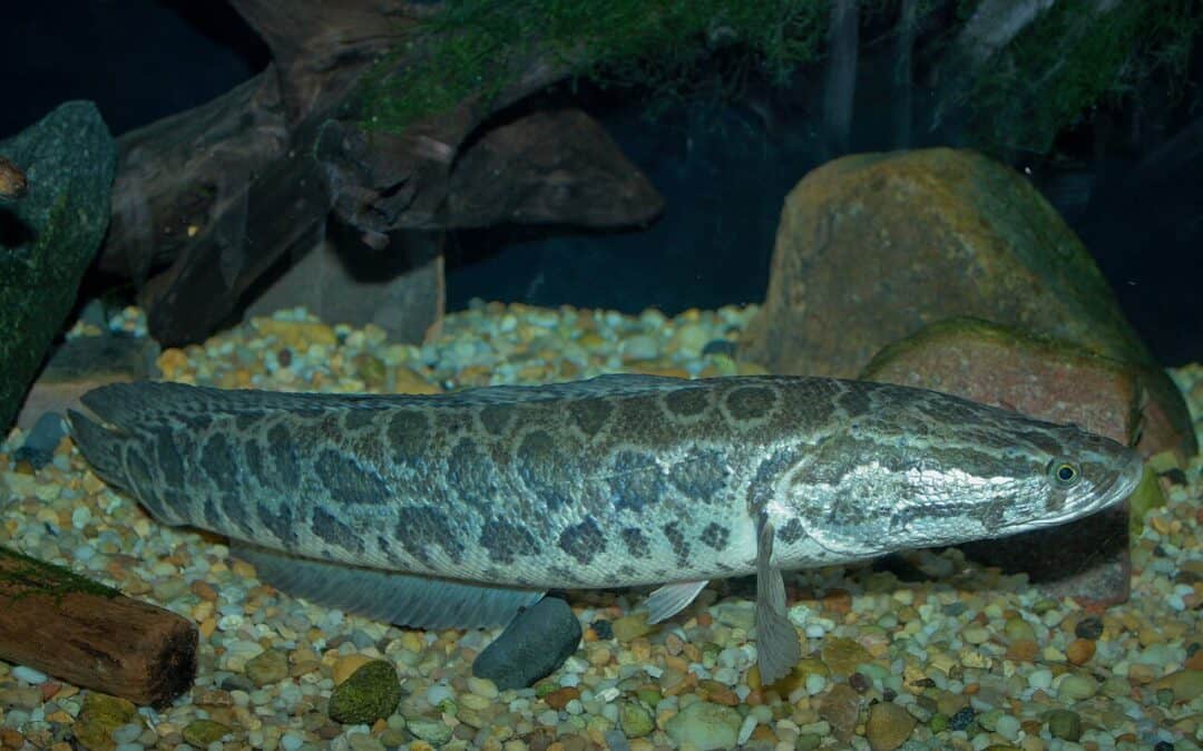 These 11 Invasive Species Are Taking Over the US - Animals Around The Globe