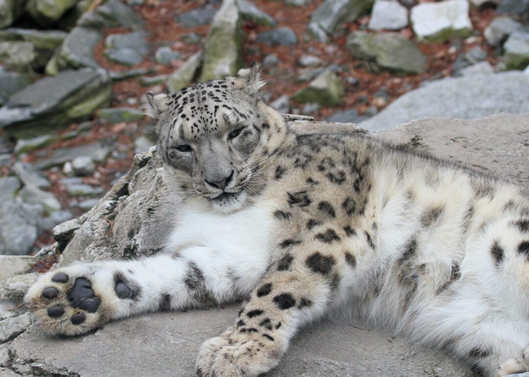 The Secret Life of Snow Leopards in the Himalayas - Animals Around The ...