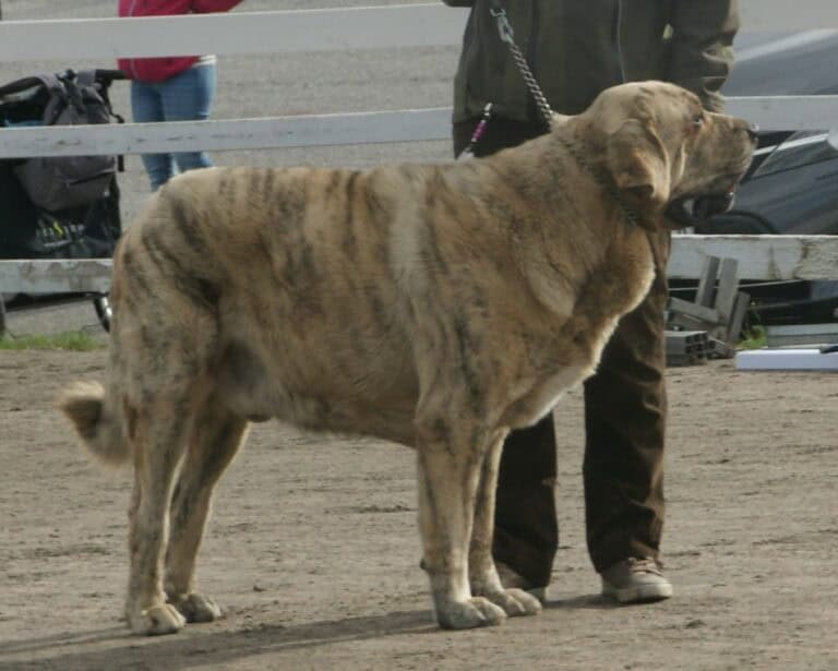 18 Dogs Bred to Protect Against Wild Predators