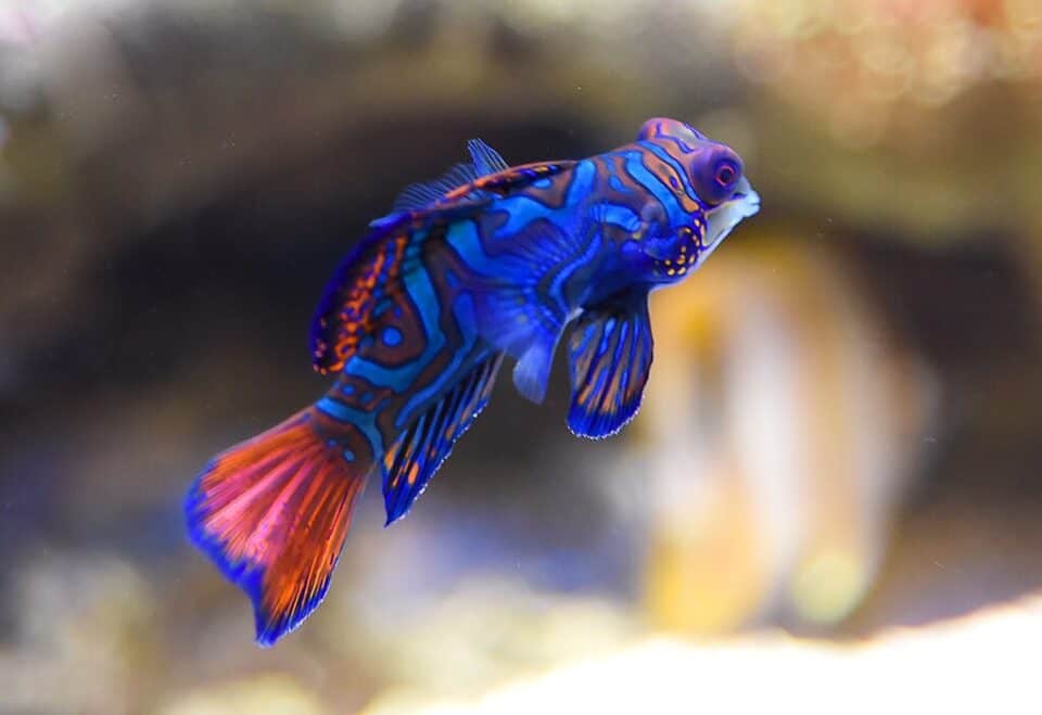 The Mandarinfish One of the Ocean’s Most Colorful Creatures - Animals ...