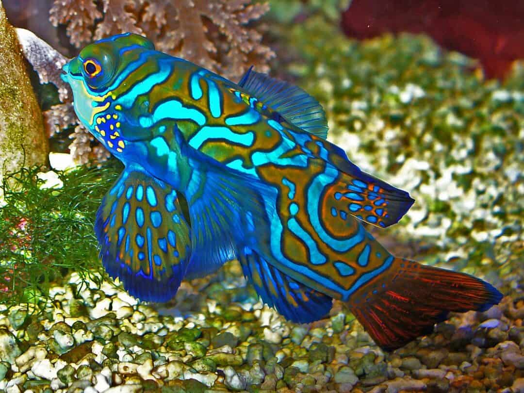 13 Most Colorful Coral Reef Creatures