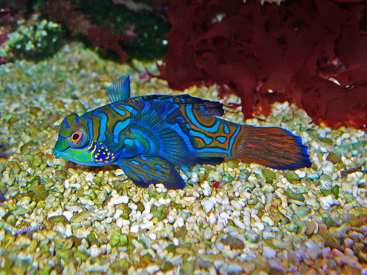 The Mandarinfish One of the Ocean’s Most Colorful Creatures - Animals ...