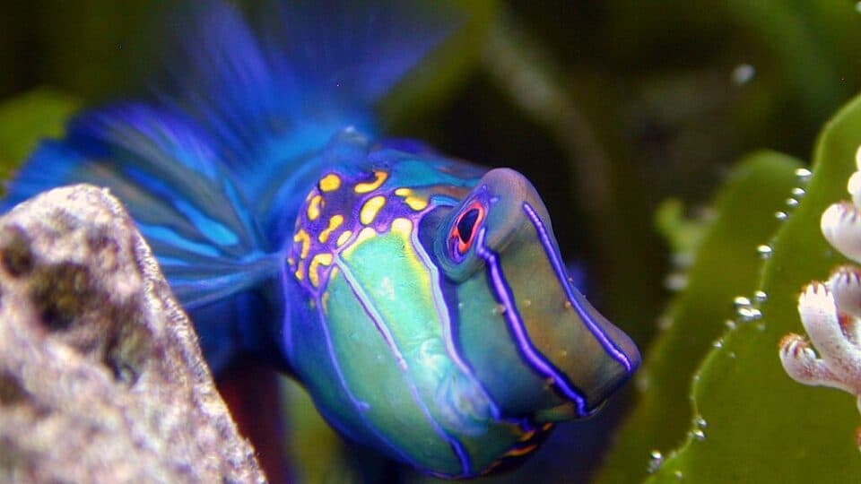 The Mandarinfish One of the Ocean’s Most Colorful Creatures - Animals ...