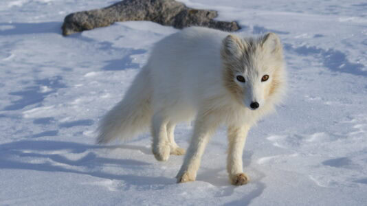 The Arctic Fox: A Silent Hunter of the Frozen Wilderness - Animals ...