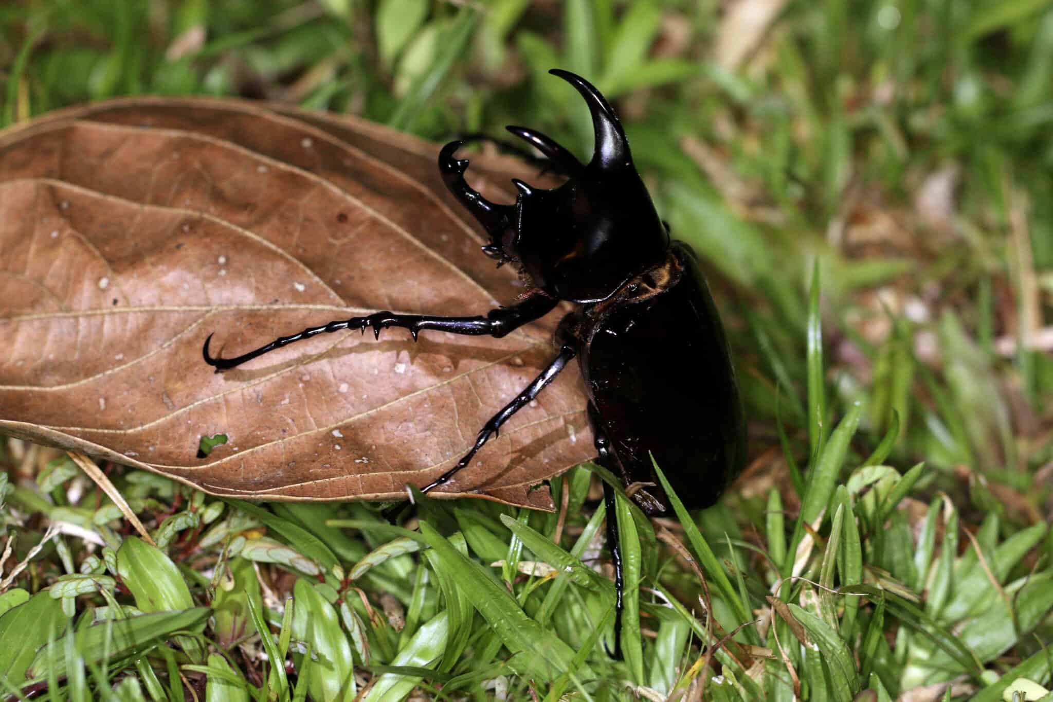 15 Insects That Defy the Laws of Physics - Animals Around The Globe