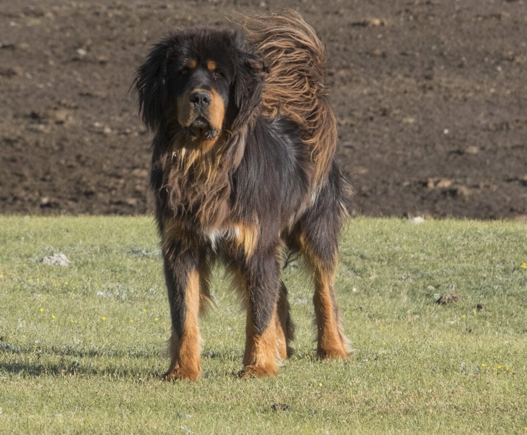 18 Dogs Bred to Protect Against Wild Predators