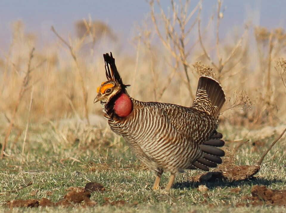 Top 10 Animals and Wildlife in Oklahoma
