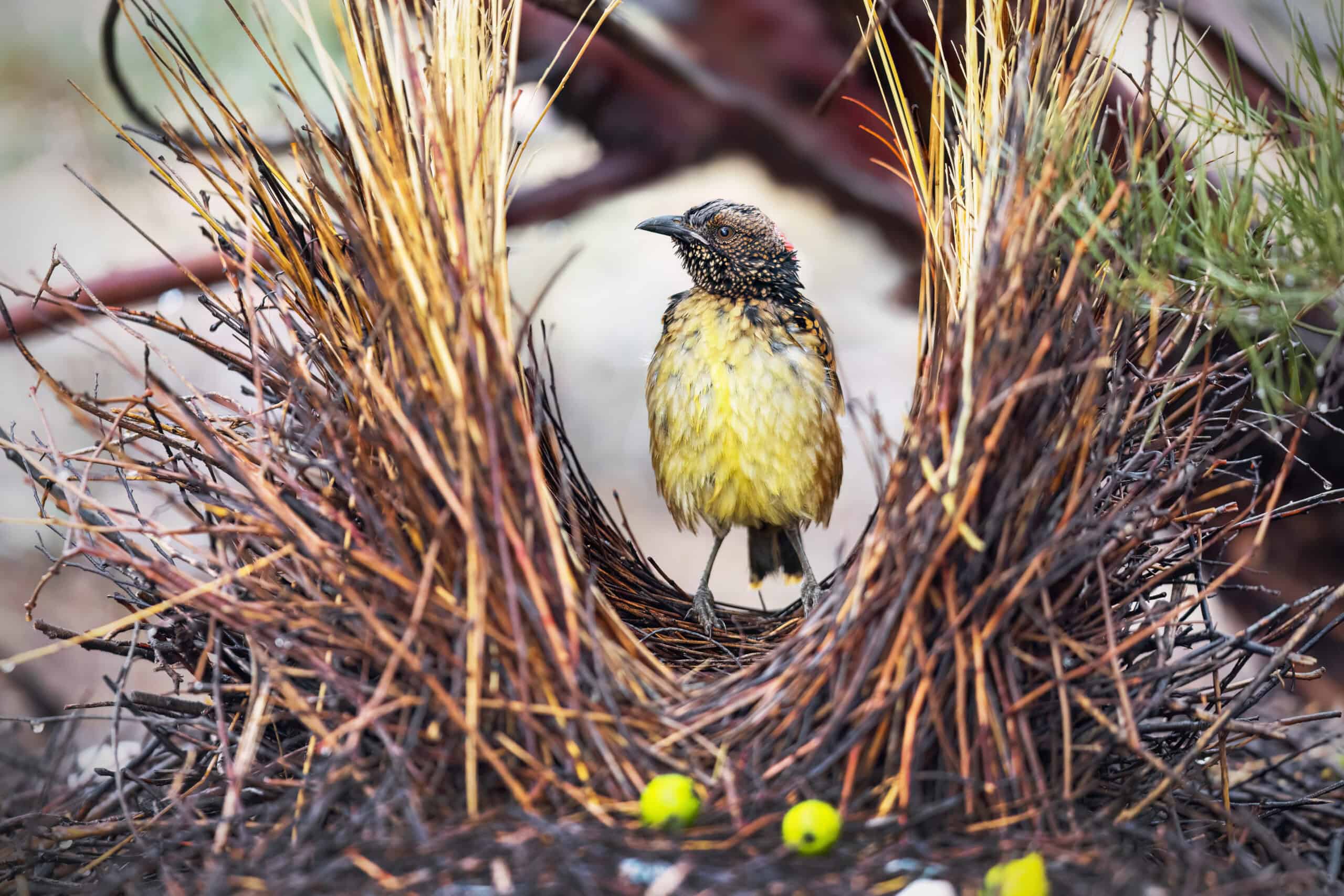 8 Animal Architects That Build Spectacular Structures