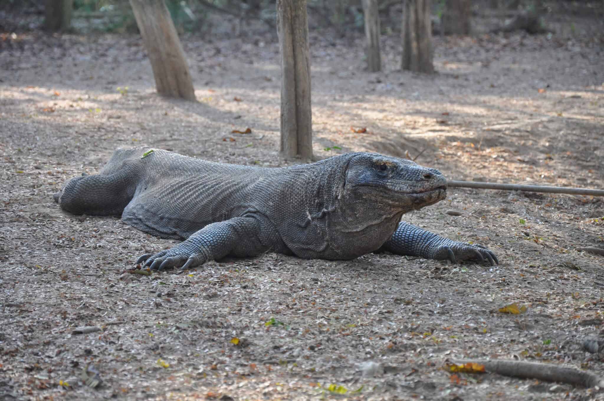 11 Giant Animals That Still Exist Today - Animals Around The Globe