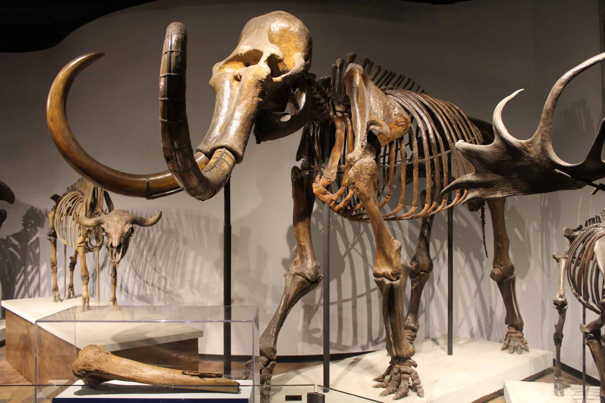 The Most Incredible Fossil Discoveries You Can See Today - Animals ...