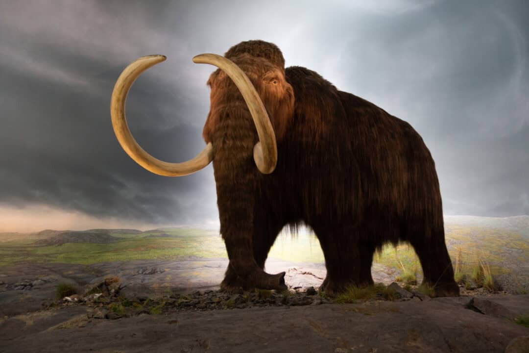 How Close Are We to Cloning the Woolly Mammoth? - Animals Around The Globe