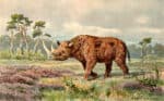 The Rise and Fall of the Woolly Rhinoceros - Animals Around The Globe