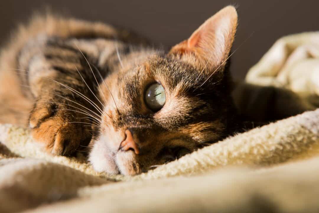 The Science Behind a Cat’s Purr and Its Healing Powers - Animals Around ...