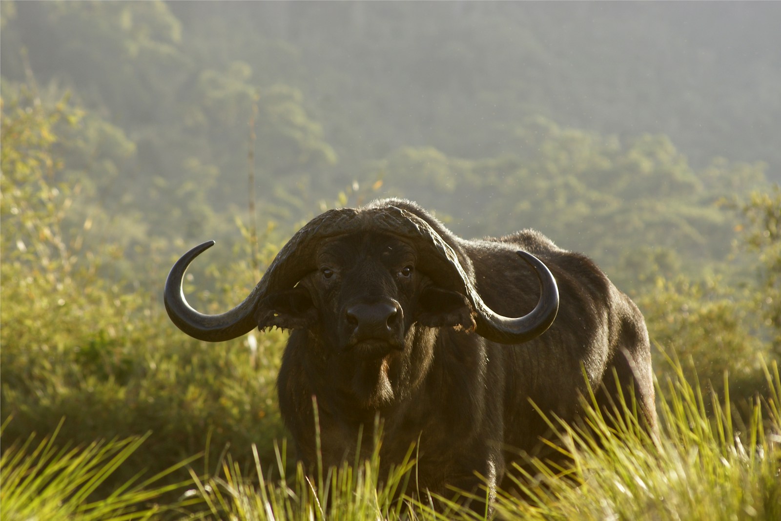 The Difference Between Bison and Buffalo (Explained) - Animals Around ...