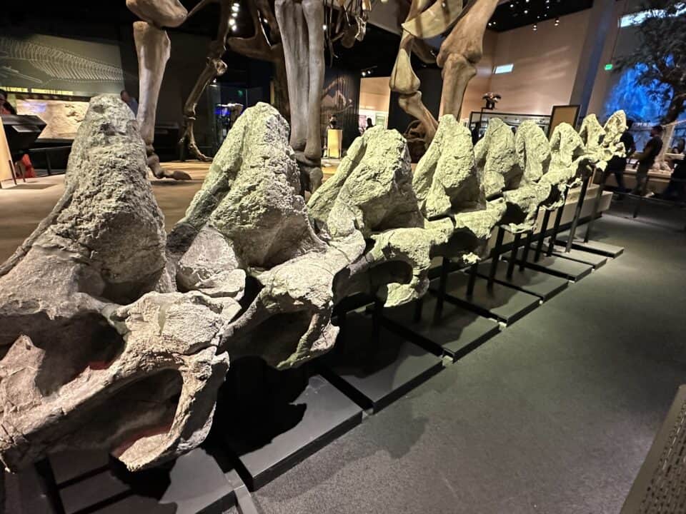 Meet Alamosaurus, the Massive Dinosaur That Once Roamed Texas - Animals ...