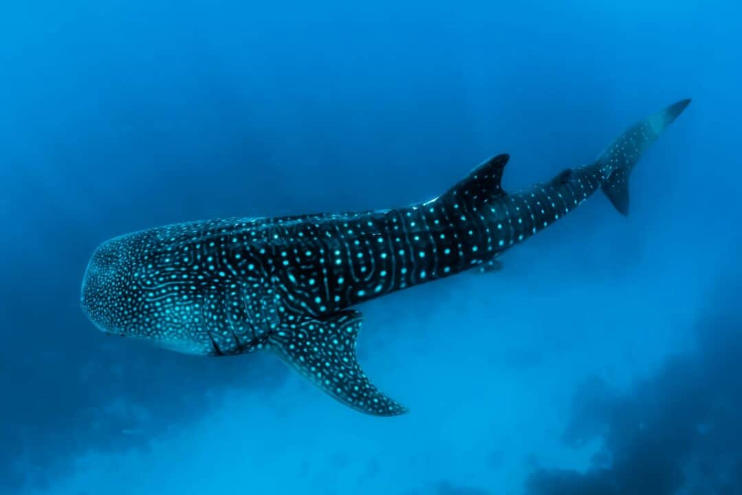 The Largest Deep-Sea Creatures Ever Found
