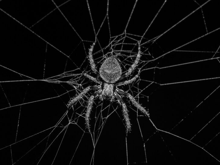 12 Spiders Known for Their Unique Web Designs - Animals Around The Globe