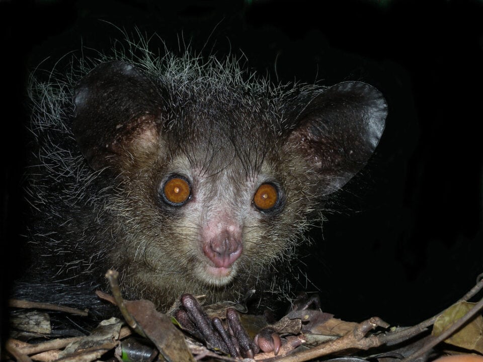 21 Strangest Looking Animals That Are Adorably Weird - Animals Around ...