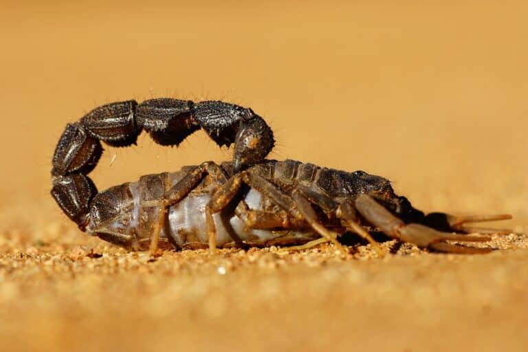 This Desert Glows With Scorpions - Animals Around The Globe