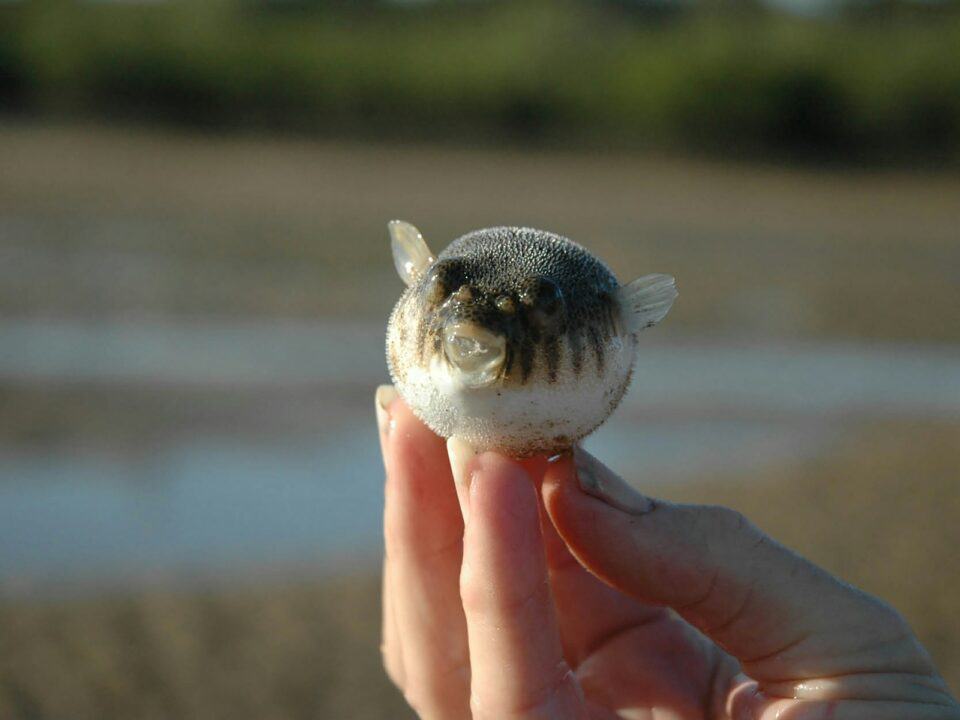 The Strangest Animal Defenses Ever Observed - Animals Around The Globe