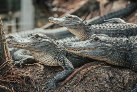 How Alligators Are Expanding Their Range Northward