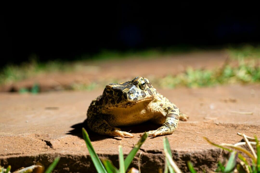 11 Frogs That Look Too Weird to Be Real - Animals Around The Globe