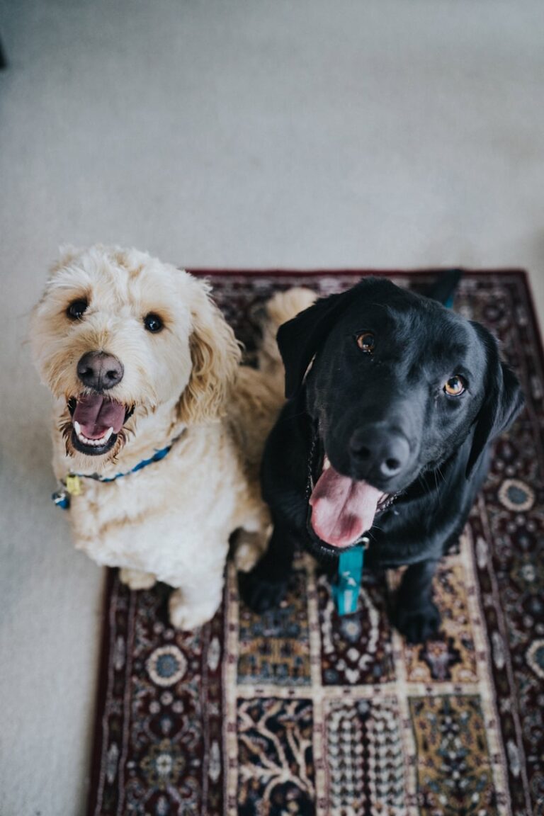 15 Reasons Why Your Dog Follows You Everywhere - Animals Around The Globe