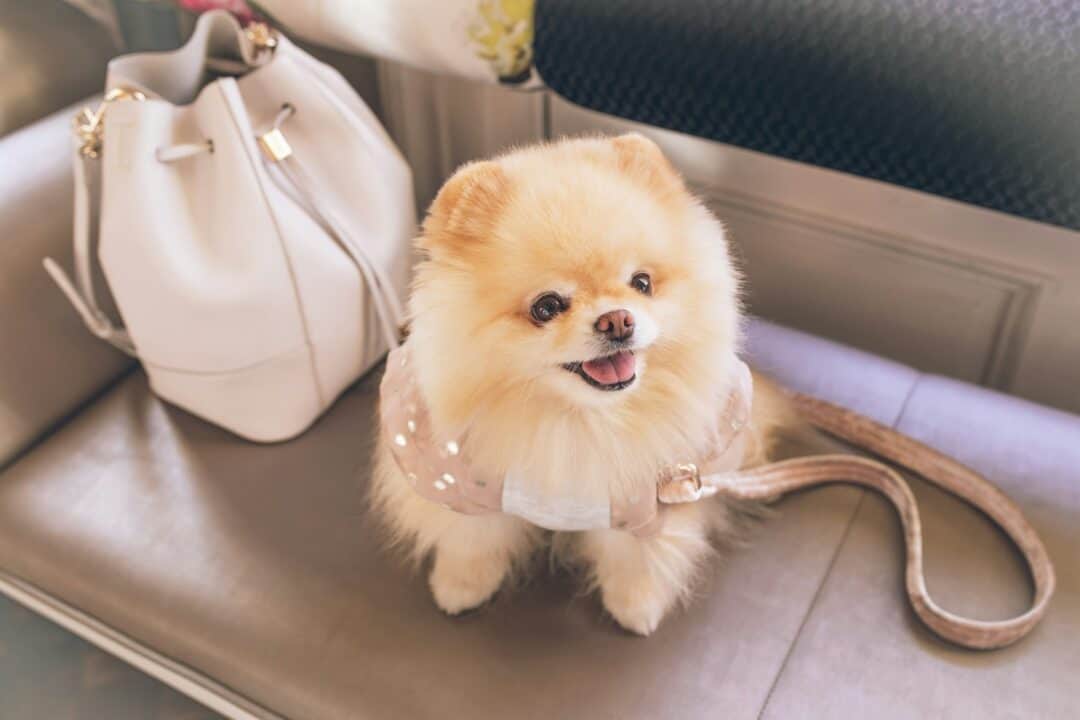 25 Most Adorable Dog Breeds That Will Melt Your Heart - Animals Around ...