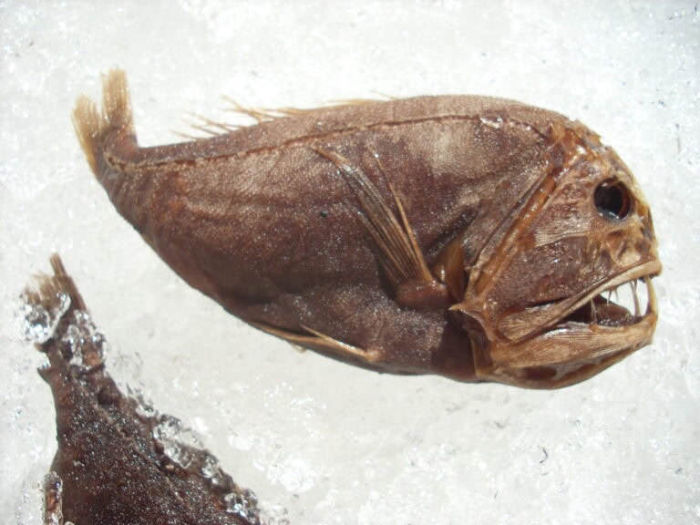 15 Animals That Live in the Deepest Oceans - Animals Around The Globe