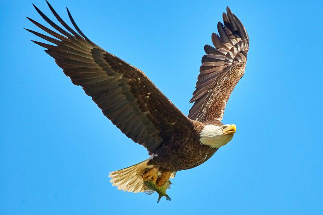 The Role of Bald Eagles in Native American Culture