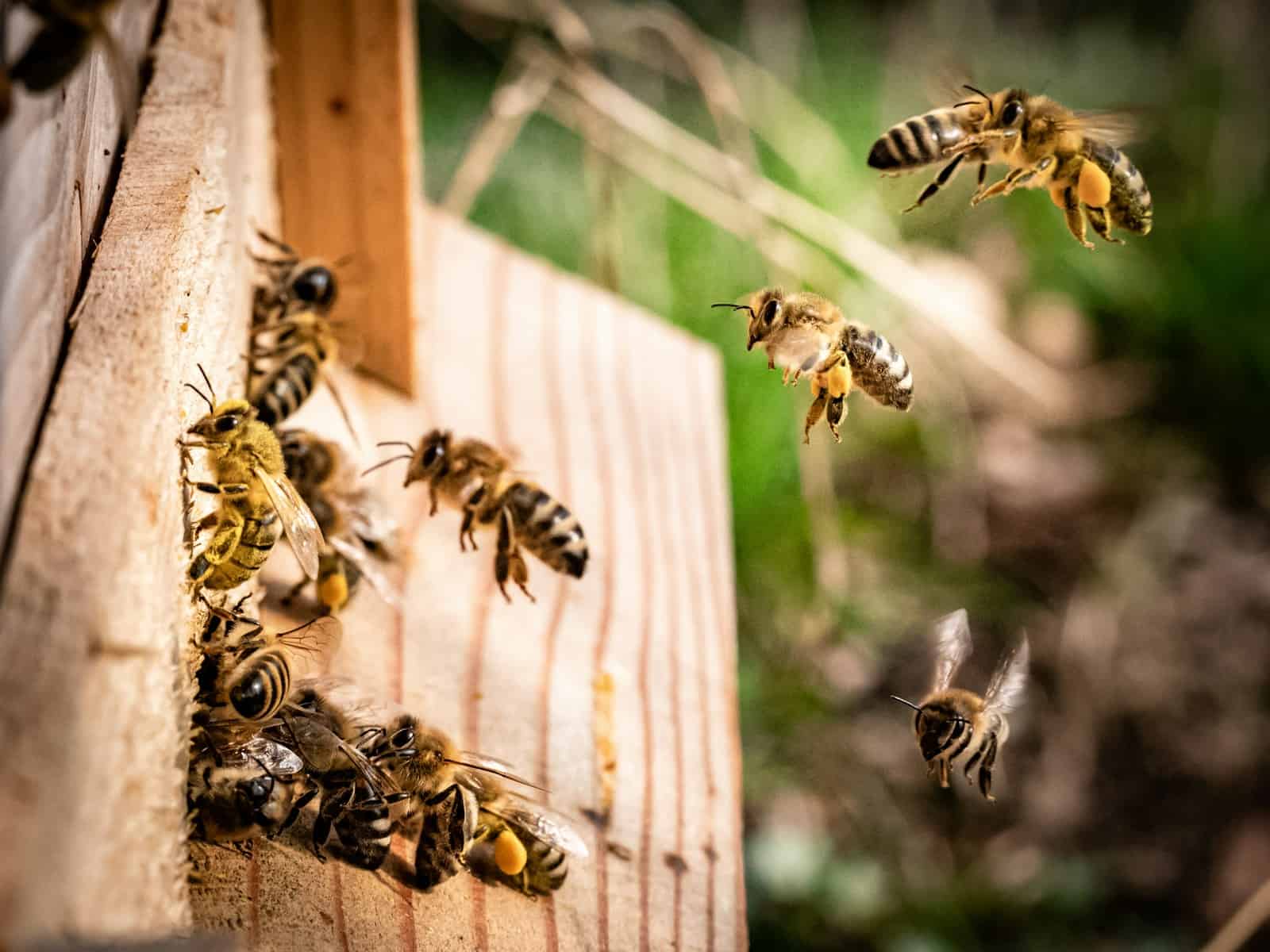 Some Insects Use Pheromones Like Secret Messages, and They’re ...