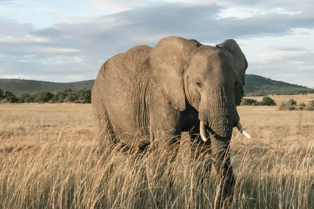 How Evolution Gave Elephants a Natural Cancer Defense - Animals Around ...