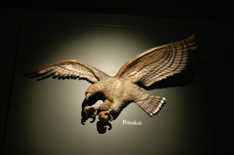 The Lost Giants of New Zealand: Exploring the Moa and Haast’s Eagle ...