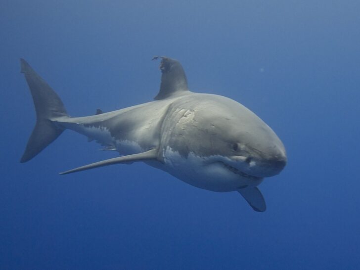 The Shark Migration Map That Shocked Scientists - Animals Around The Globe