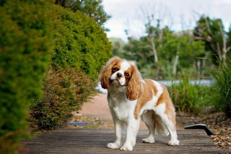 25 Most Adorable Dog Breeds That Will Melt Your Heart - Animals Around ...