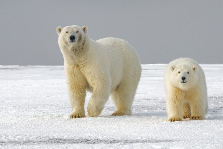 Top 10 Fiercest Animal Predators on the Planet - Animals Around The Globe
