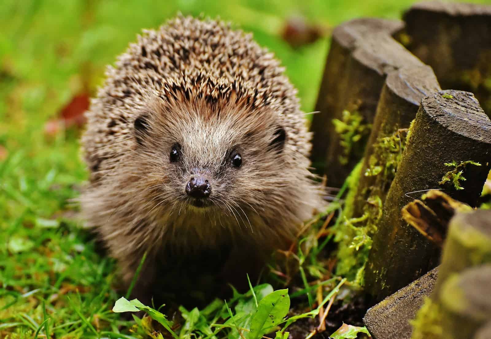 12 Wild Animals That Are Surprisingly Gentle Towards Humans - Animals ...