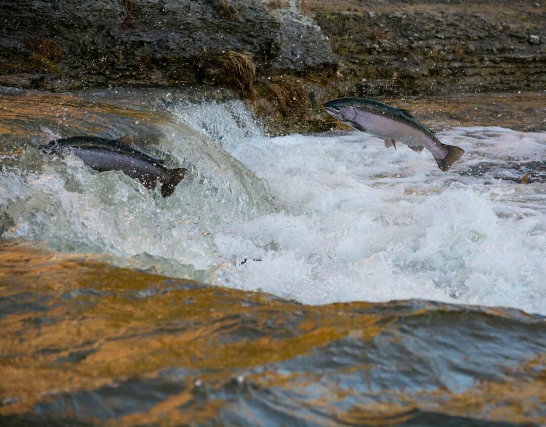 Oregon’s Giant King Salmon Keeps Fishermen Dreaming Big - Animals ...