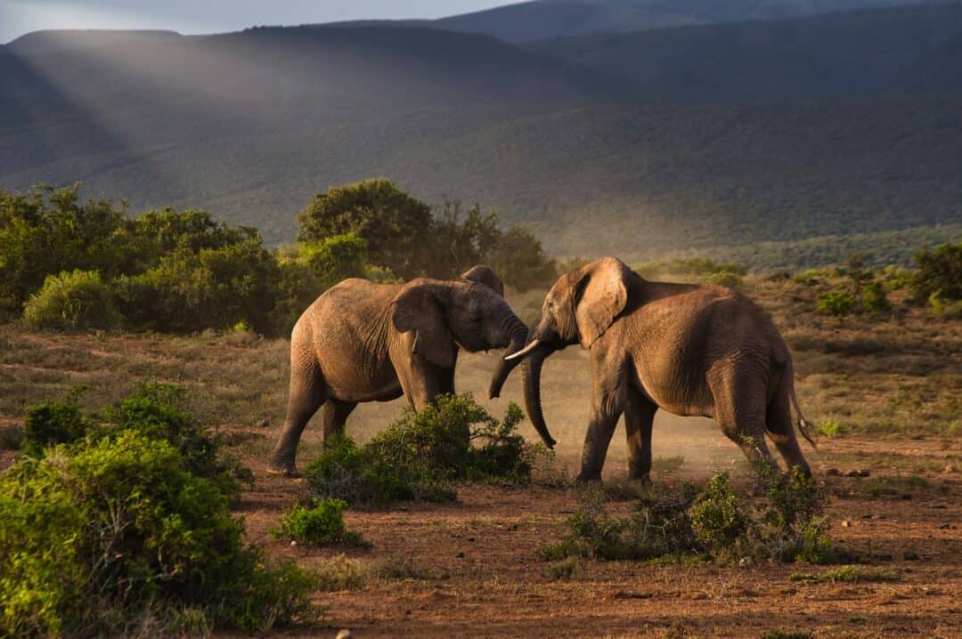 How Evolution Gave Elephants a Natural Cancer Defense - Animals Around ...